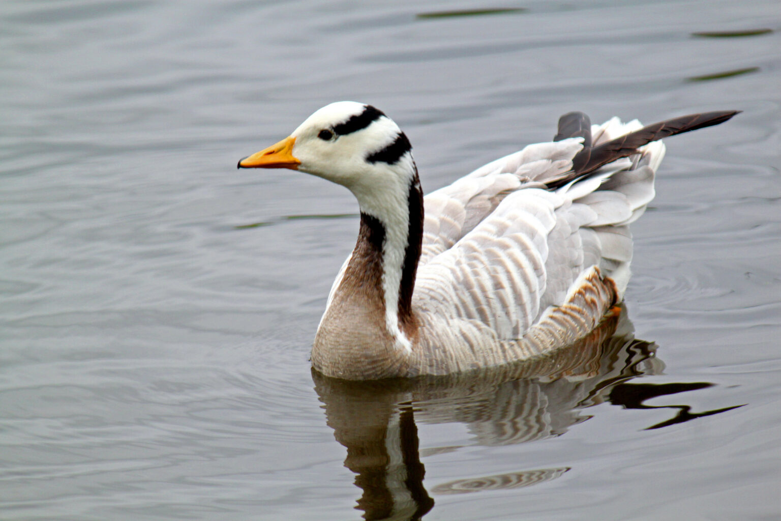Nepal Winter Birding Terai Tour - Nature Trail Trekking: Experts in ...